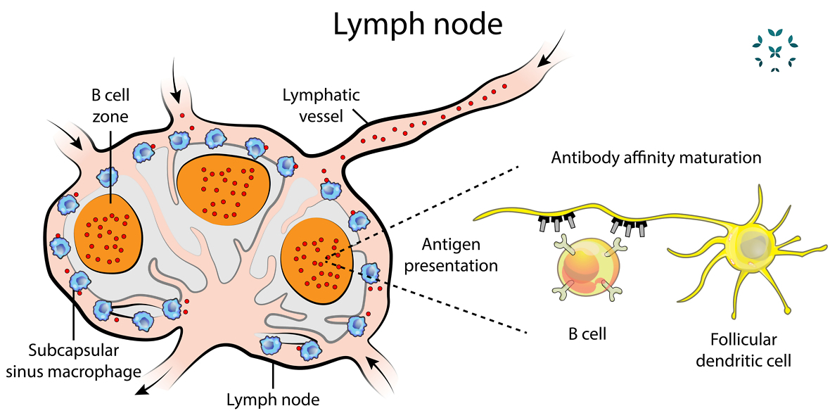 Lupus and the Lymphatic System - Kaleidoscope Fighting Lupus